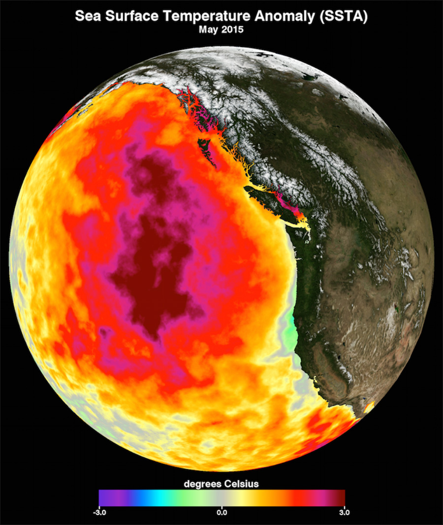 The Blob | NASA Earthdata